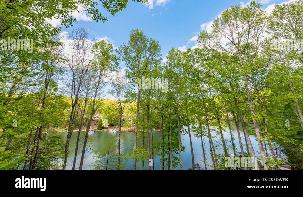 Time lapse of Trees on a Lake Stock Video Footage - Alamy