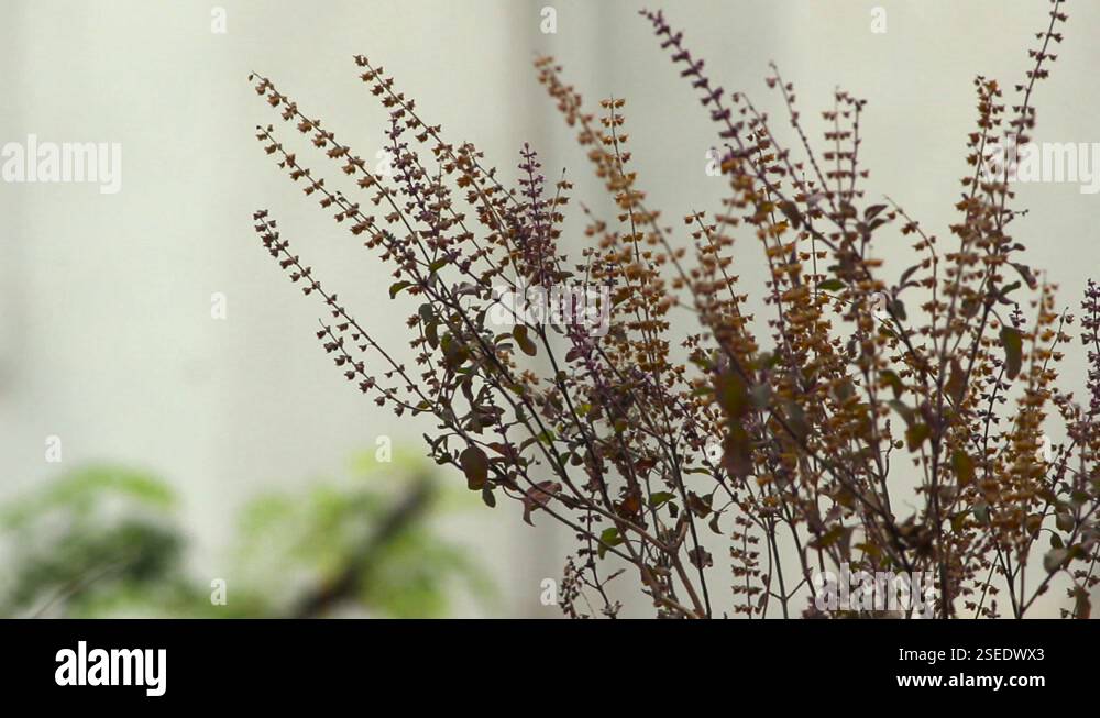 Tulsi Ocimum Herb Plant Branch Covered With Plenty Of Seeds Still Shot ...