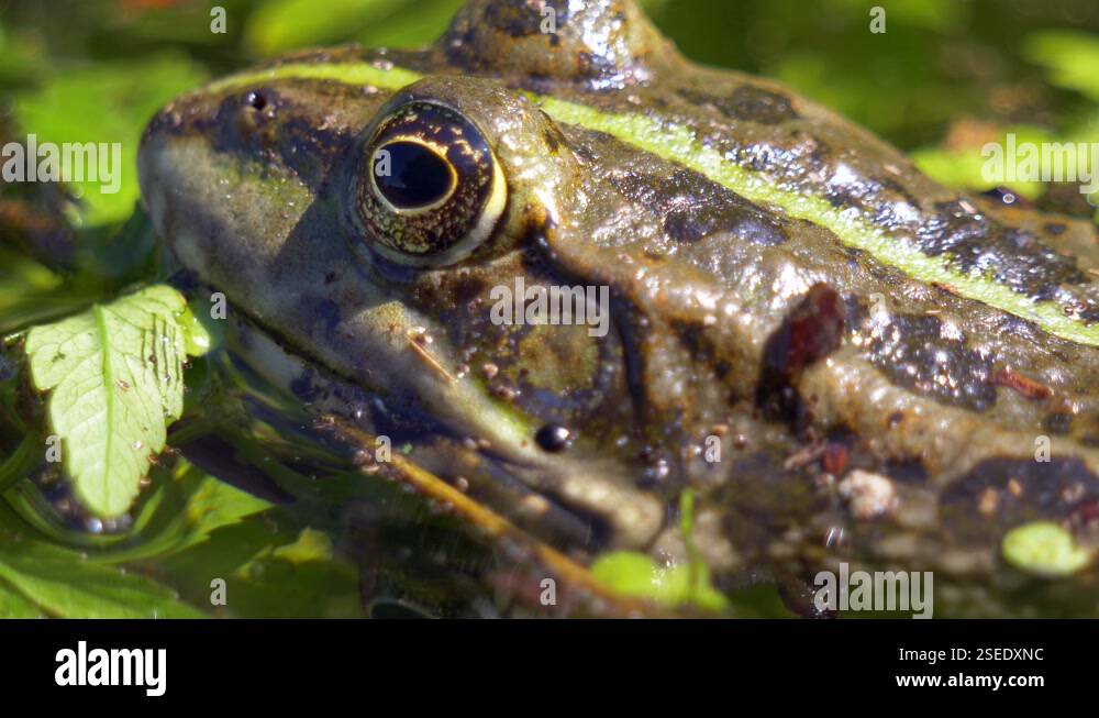 Macro close up of wild frog with large eyes resting in planted pond ...