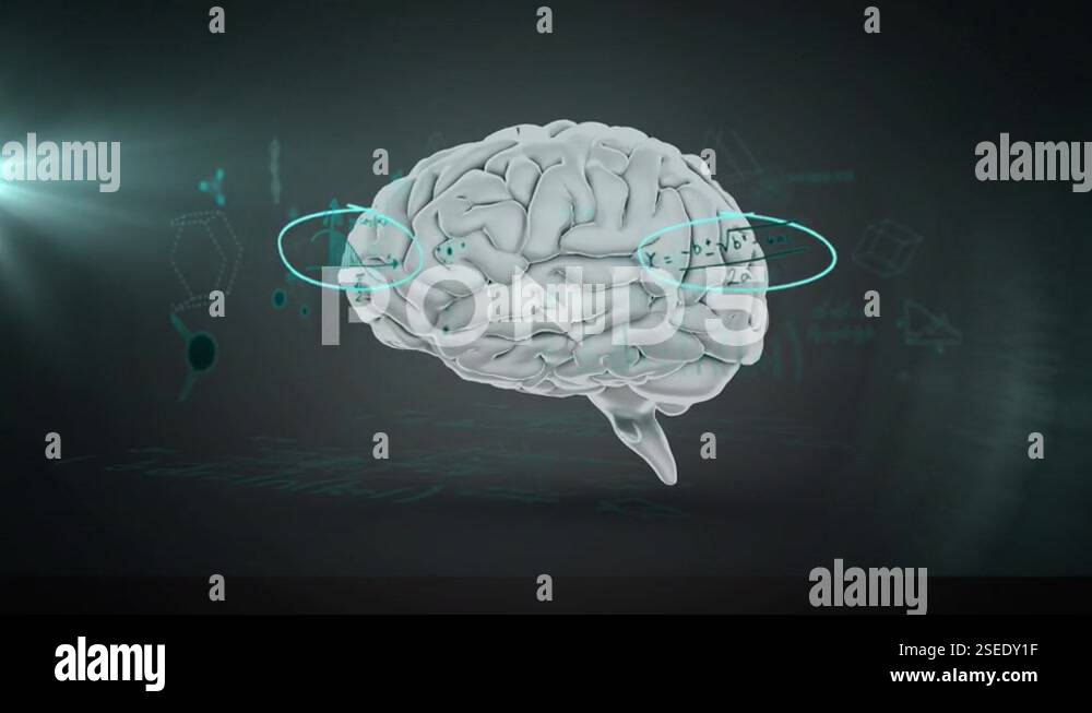 Animation human brain spinning scientific Stock Videos & Footage - HD ...