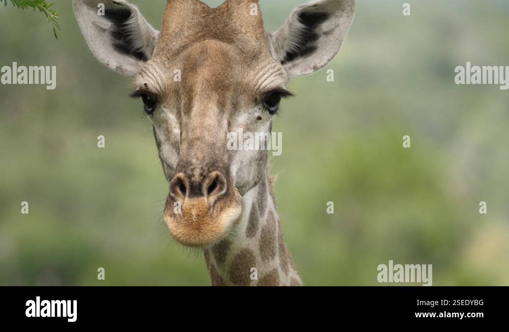 Horns face head Stock Videos & Footage - HD and 4K Video Clips - Alamy