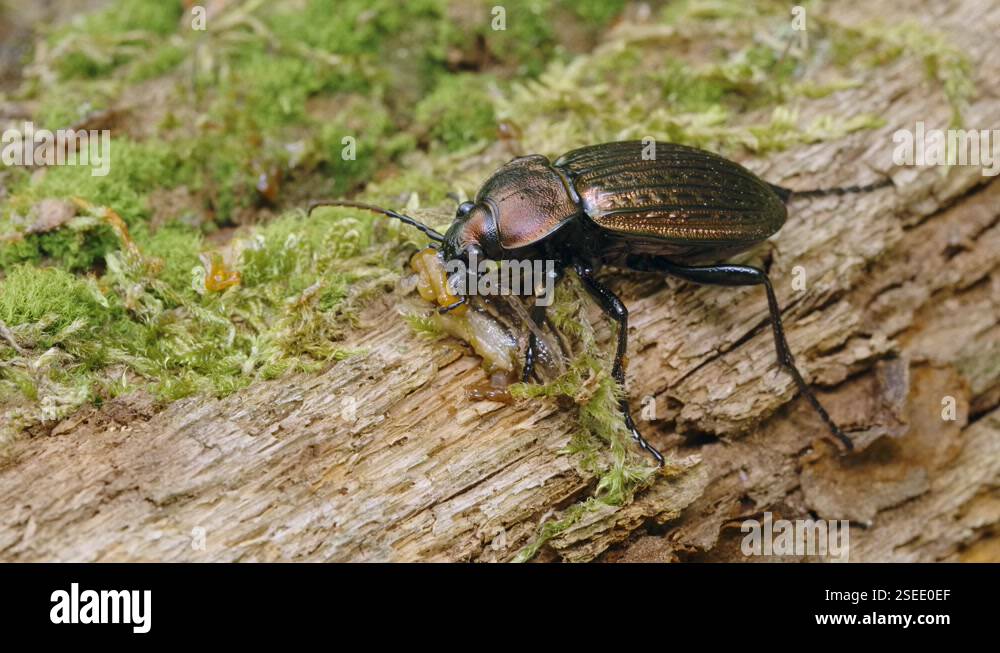Ground beetle Carabus ullrichii foraging on a slug, predatory copper ...