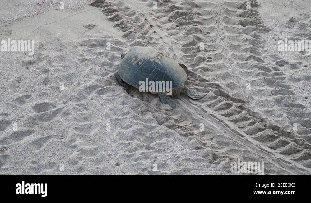 Green sea turtle nesting Stock Videos & Footage - HD and 4K Video Clips ...