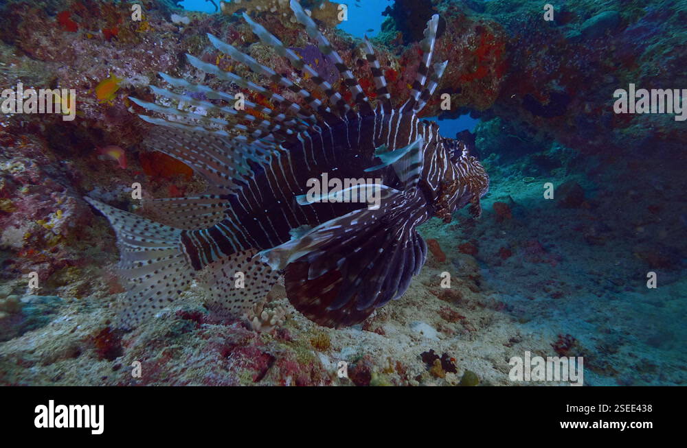 Diving in Maldives, coral life underwater, huge LionFish hovering Stock ...