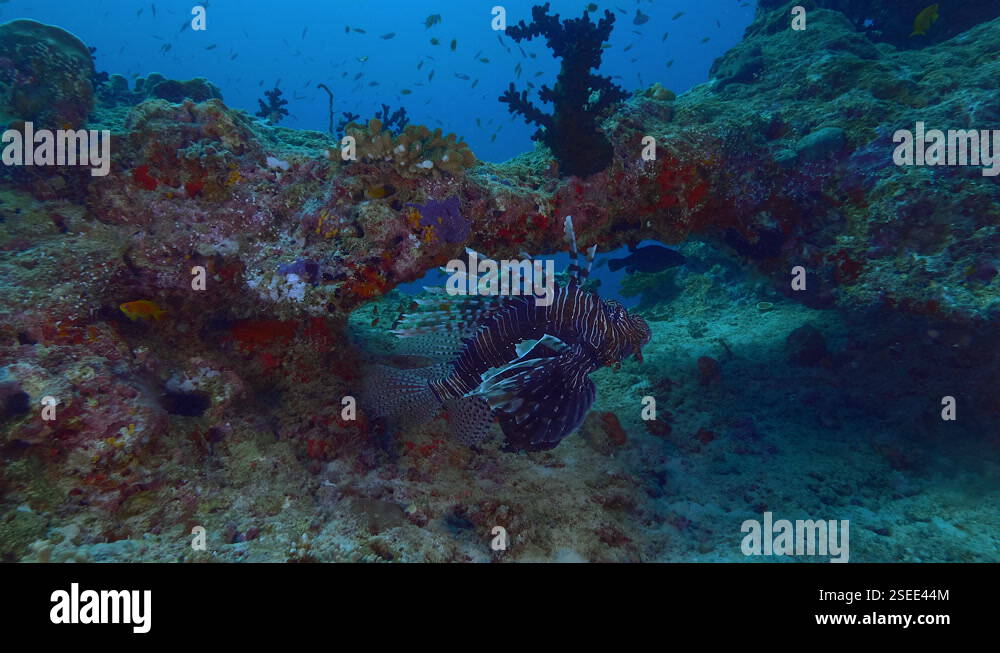 Diving in Maldives, coral life underwater, huge LionFish hovering Stock ...