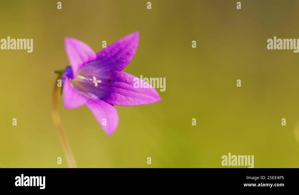 Scattered bell blooms. Campanula Patula L Stock Video Footage - Alamy