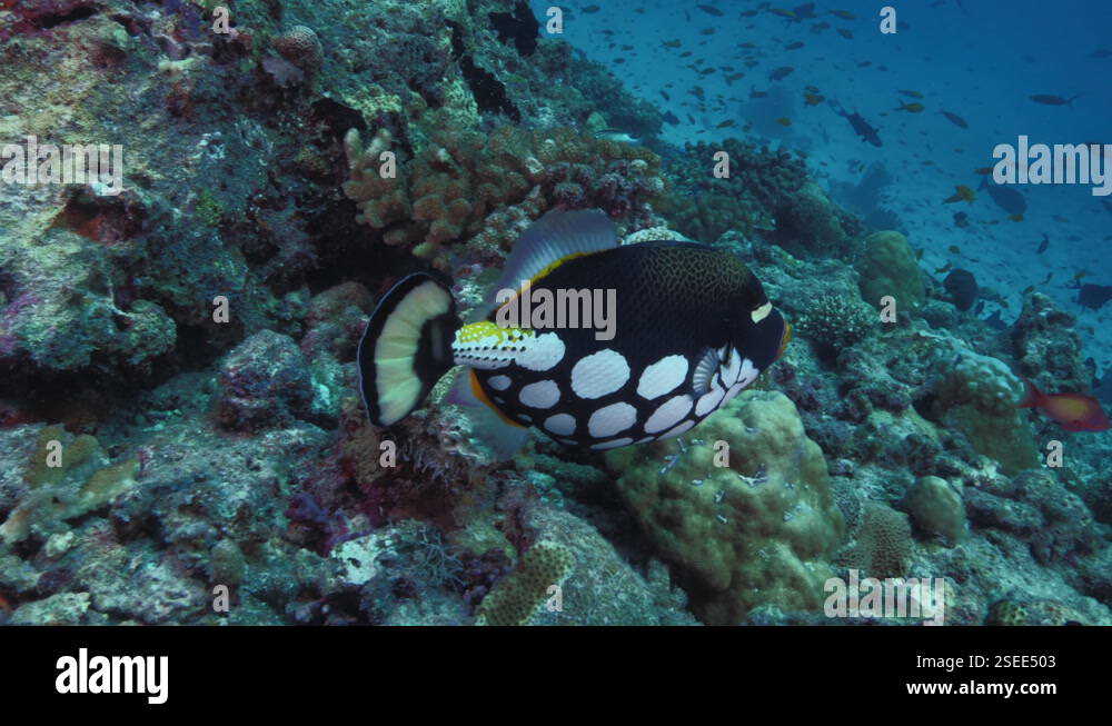 Clown triggerfish Balistoides conspicillum, bigspotted triggerfish ...