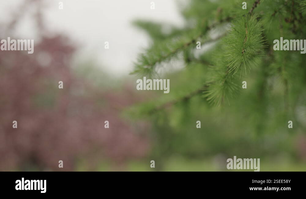 Slow motion gimbal shot of yong larch branches in spring Stock Video ...