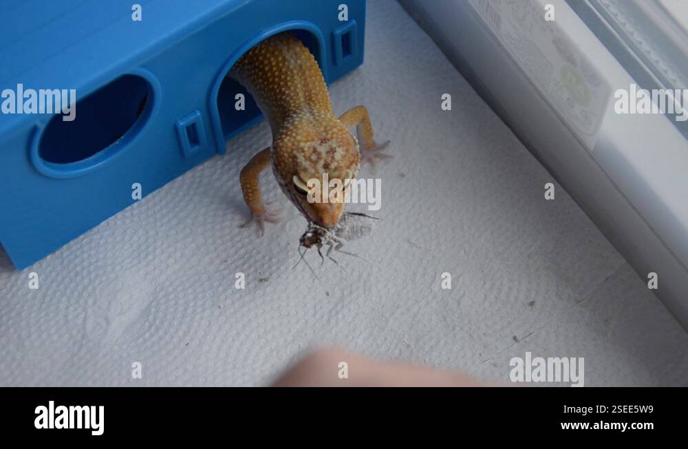 Adult Eublefar lizard eats cockroach in container Stock Video Footage ...
