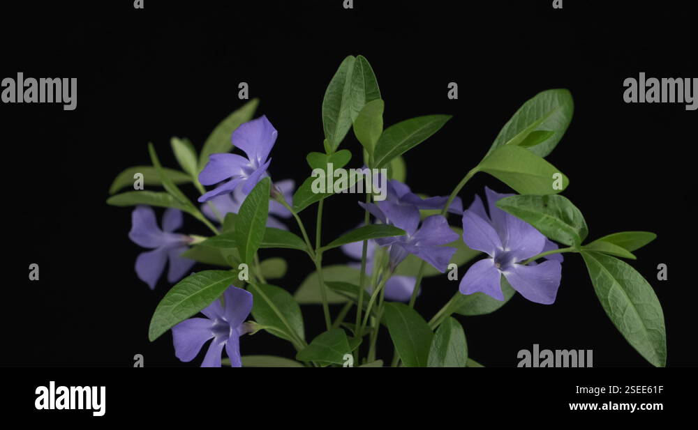 Rotation of the periwinkle branch. Close-up. Isolated Stock Video ...