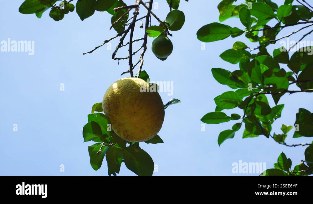Pomelo hanging from tree Stock Videos & Footage - HD and 4K Video Clips ...