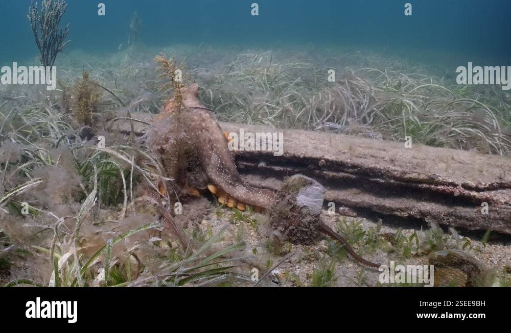 Maori Octopus Macroctopus propulsion jetting underwater and swimming on ...