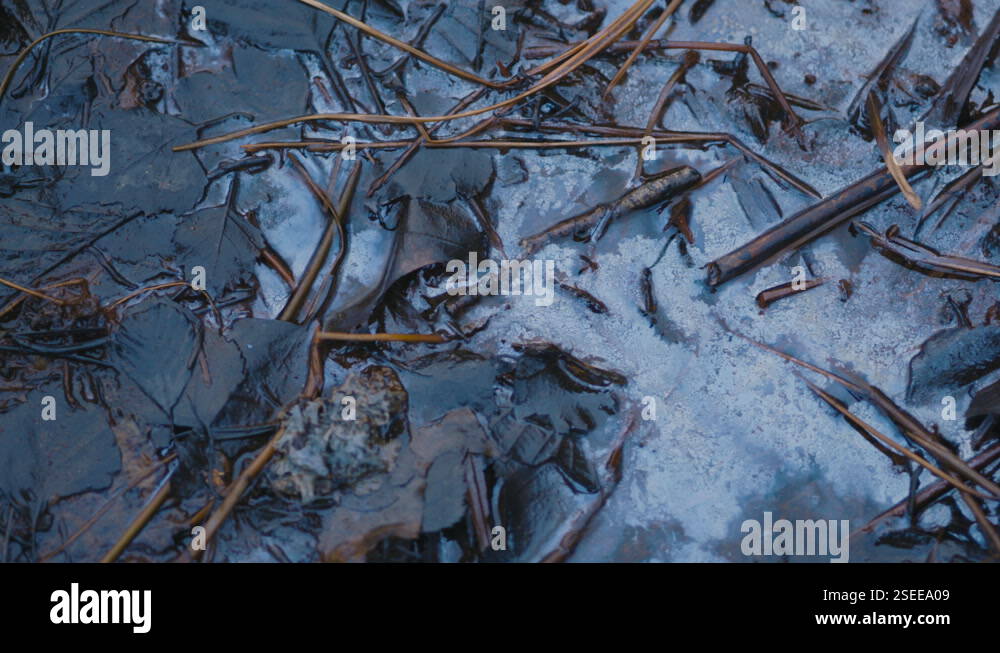 Close-up pan of thin twigs lying in still pool of water in nature Stock ...