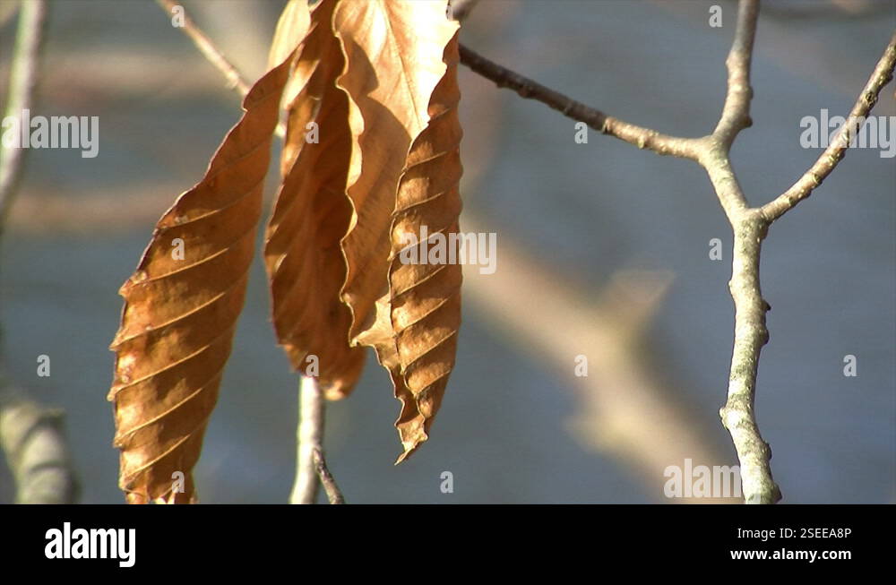Dried leaves on a beech tree shake in the wind as water moves in the ...