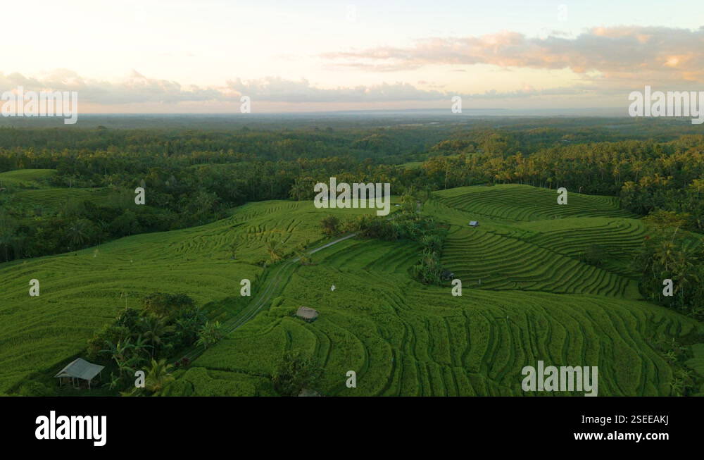 Serenity Of Nature View With Famous Rice Terraces In Bali, Indonesia ...