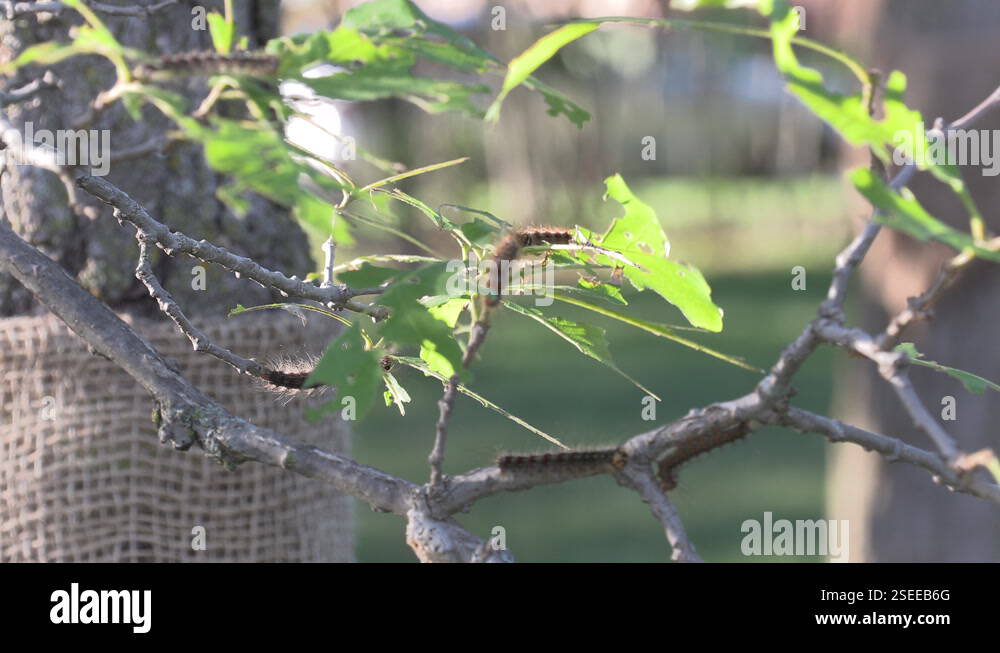 European Gypsy moth caterpillar infestation destroys trees in city ...
