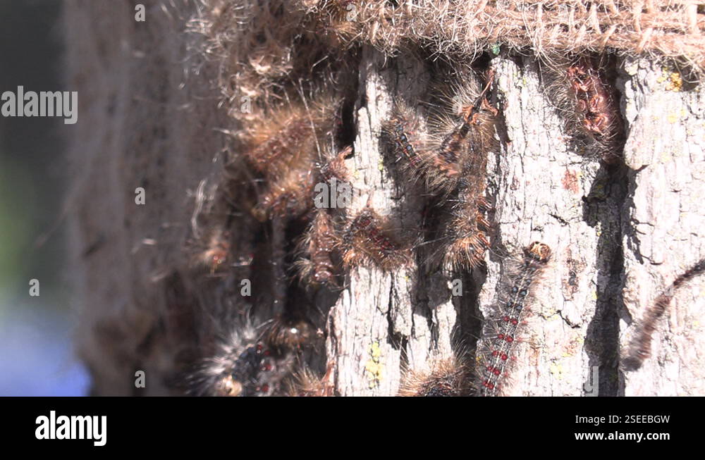 European Gypsy moth caterpillar infestation destroys trees in city ...