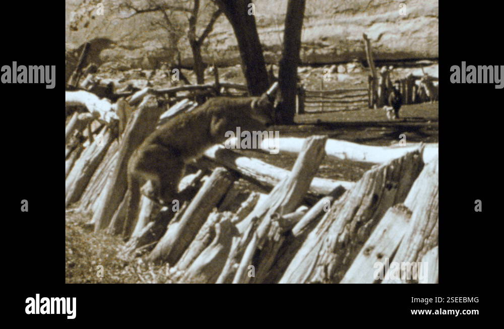 1960s: Cougar climbs into sheep pen. Sheep with lambs. Several women ...