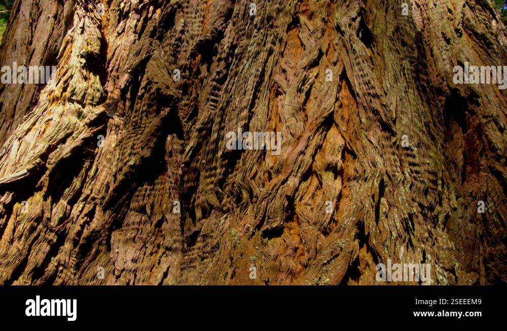 8K redwood forest shots close up of tree bark Stock Video Footage - Alamy
