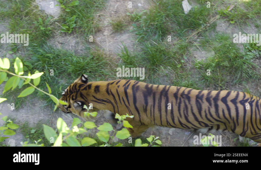 Critically Endangered Sumatran Tiger Walks In A Zoo. - high angle Stock ...
