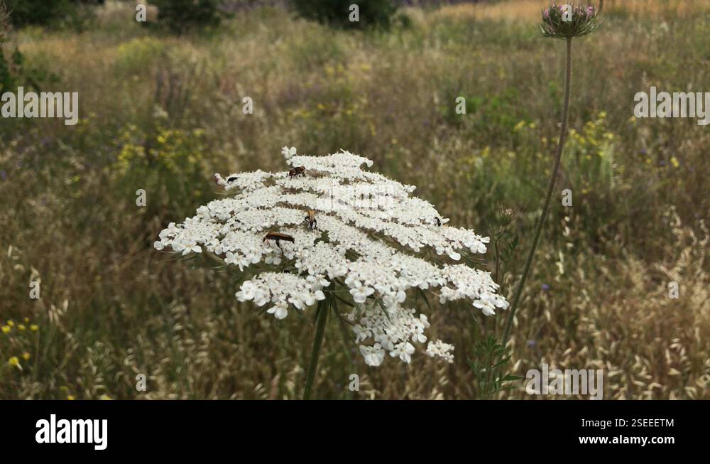 Poison hemlock leaf conium Stock Videos & Footage - HD and 4K Video ...