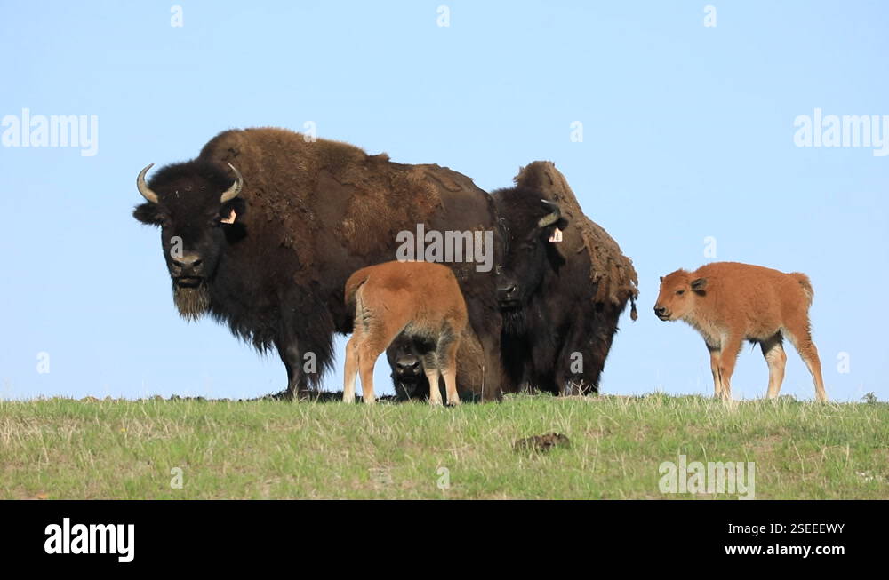 Young Bison Suckling Milk From Its Mother. Family Of Domesticated Bison ...