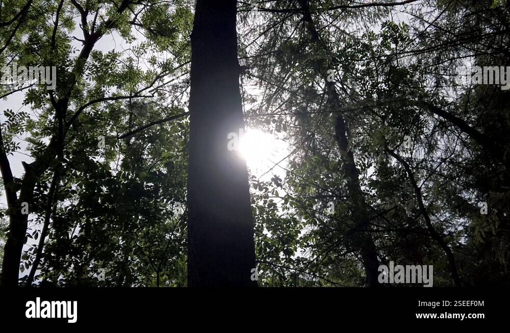 Looking up trough tree canopy to sunlight flashing braking through ...