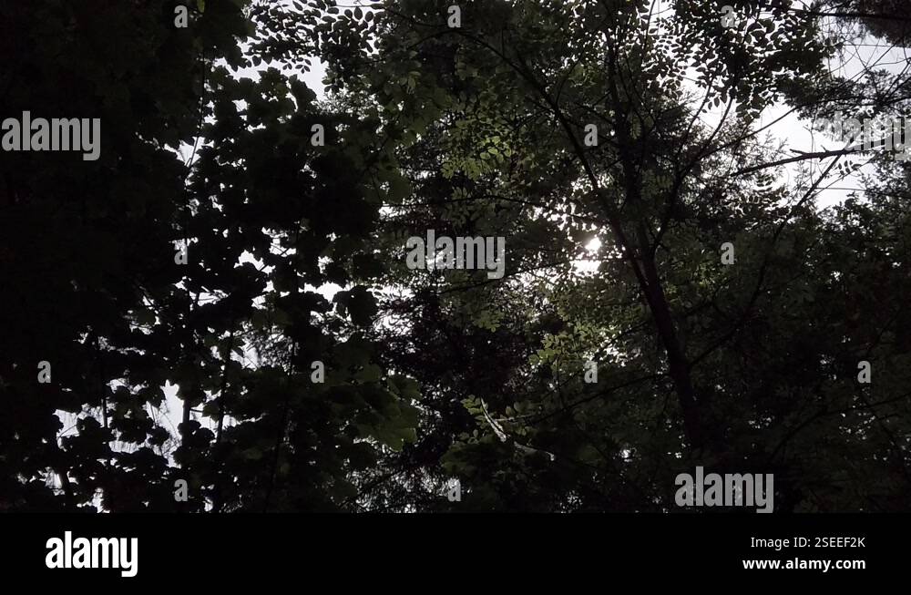 Looking up trough tree canopy to sunlight flashing braking through ...