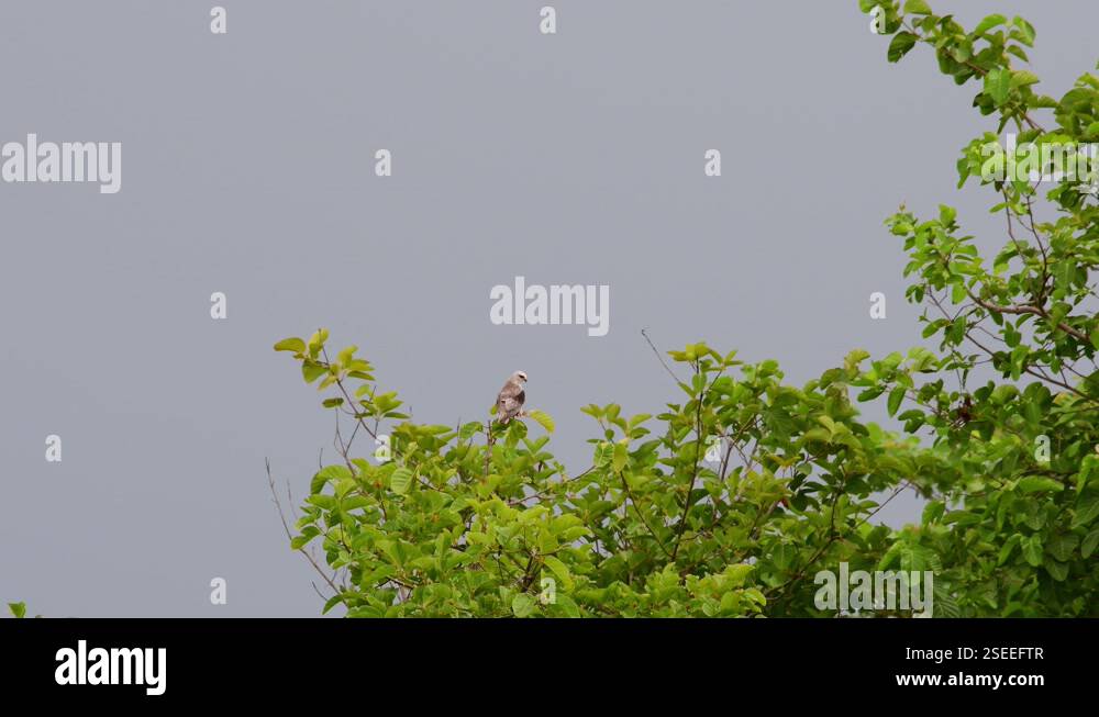 4K Black-shouldered Kite Elanus Axillaris Perched on Tree Branch facing ...