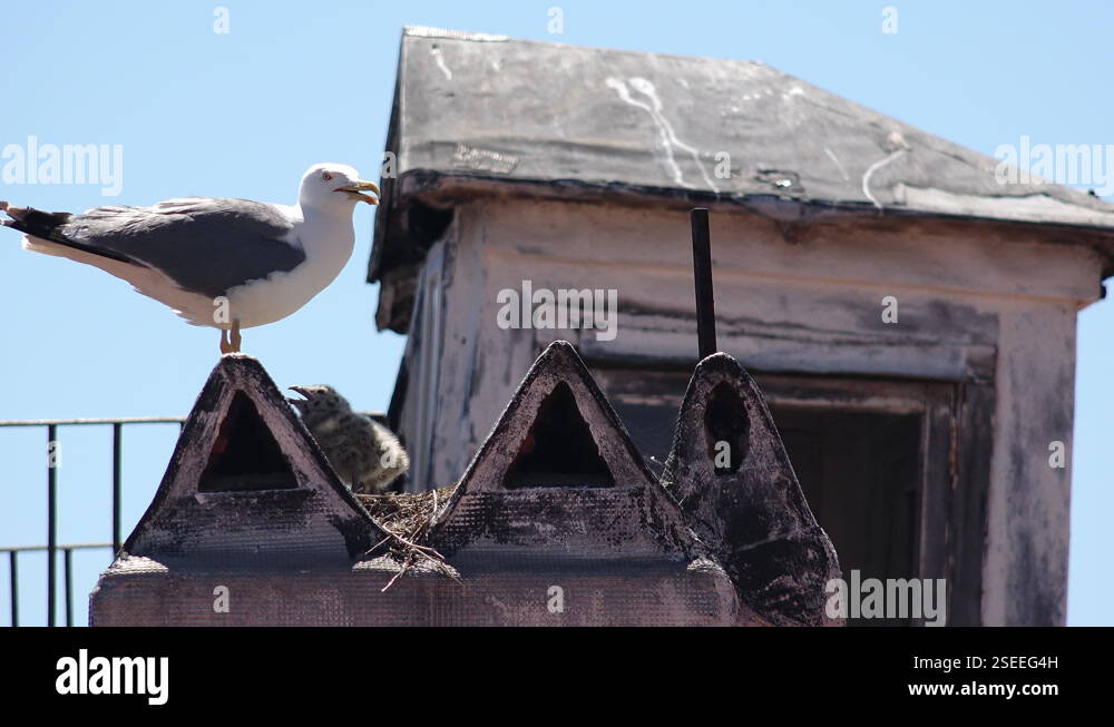 Seagull Family In Nest On Roof, Mother And Nestlings Stock Video ...