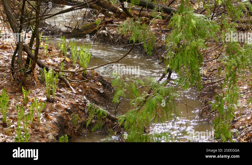 Water Flowing At Stream In Nature, Branch Of Leaves In Foreground ...