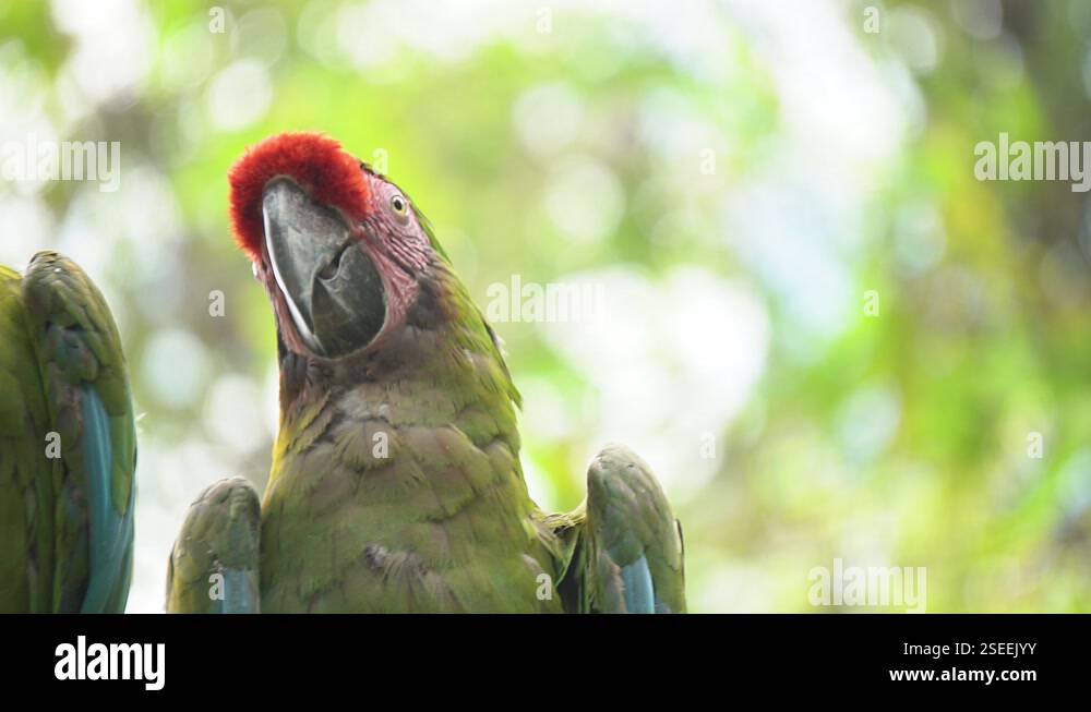 4k rare Yellow-cheeked parakeet staring and winking gently, closeup ...