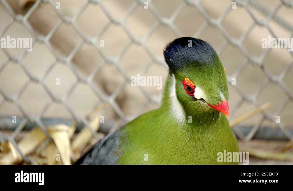 African turaco Stock Videos & Footage - HD and 4K Video Clips - Alamy