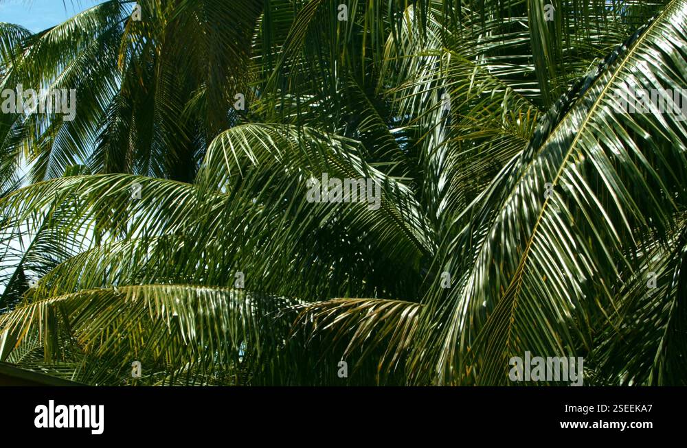 Palm tree branches blowing in the tropical breeze - static background ...