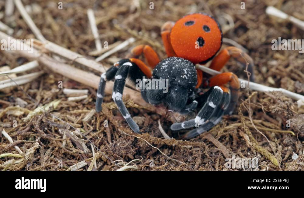 Angry red ladybird spider Eresus moravicus threatening Stock Video ...