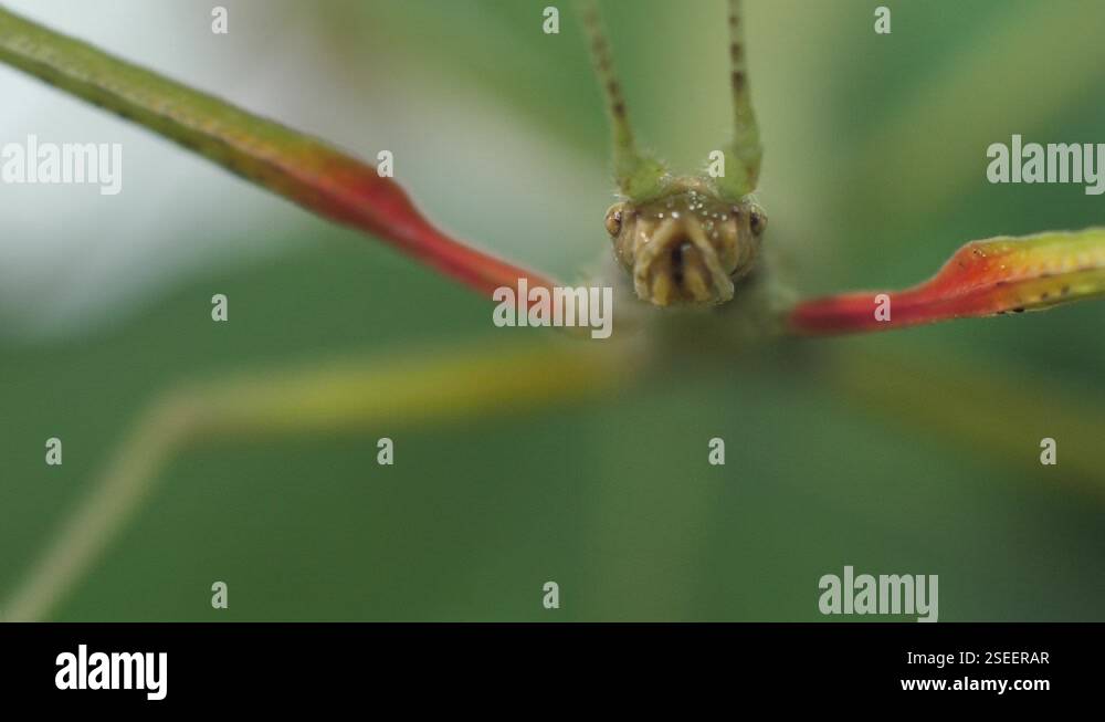 Stick insect Medauroidea extradentata, family Phasmatidae Stock Video ...