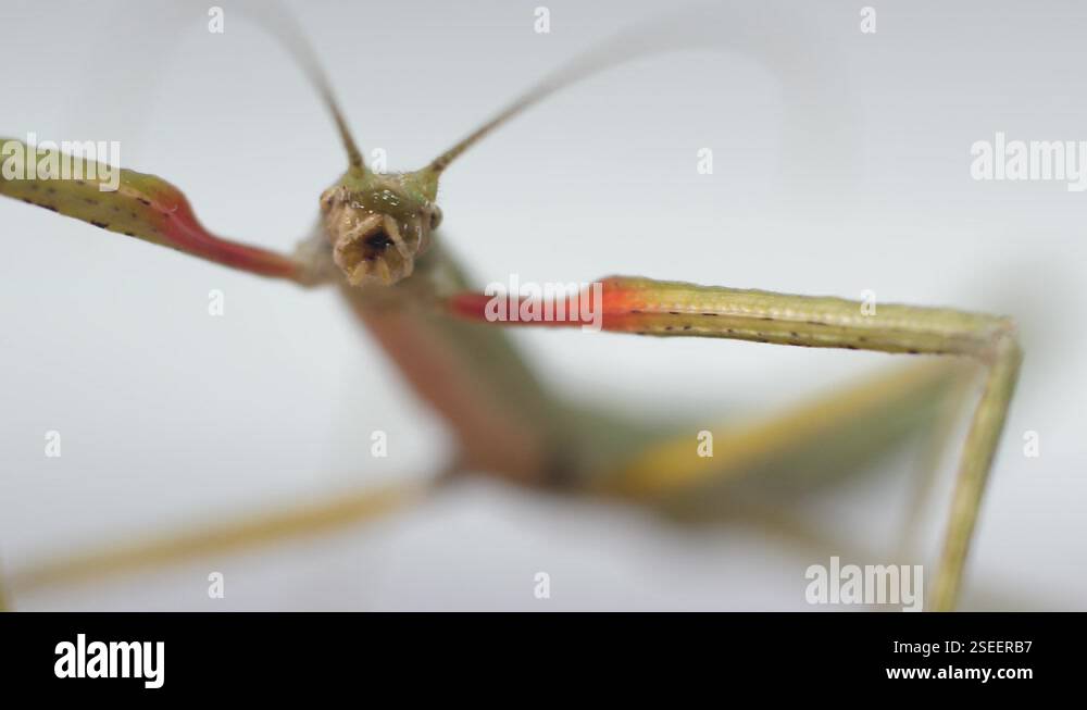 Stick insect Medauroidea extradentata, family Phasmatidae Stock Video ...