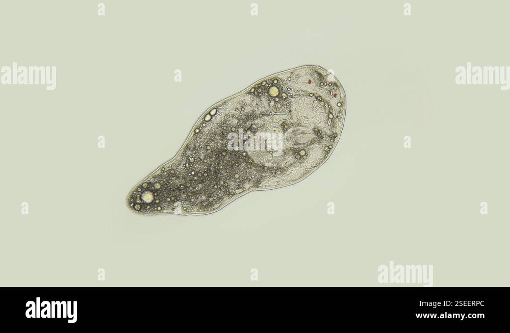 Turbellaria flatworm under the microscope, Platyhelminthes Phylum Stock ...