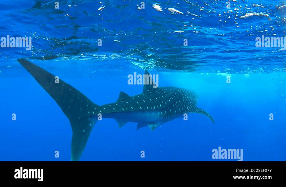 Whale Shark Swims into the distance. Deep blue open ocean capture of ...
