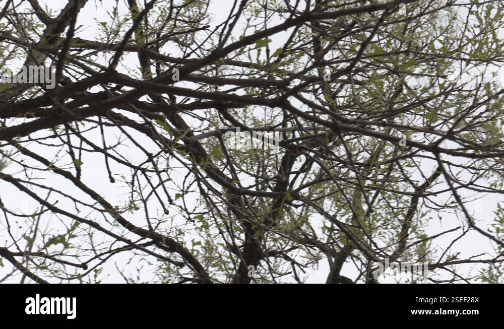 Invasive Gypsy moth caterpillar pest infestation destroys trees in ...