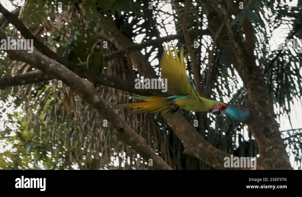 Great Green Macaw In Flight Inside Bird Sanctuary In Costa Rica ...