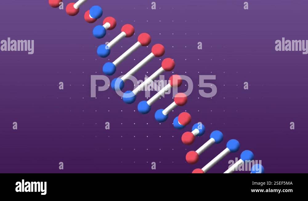 Animation of 3d dna strand rotating over purple background Stock Video ...