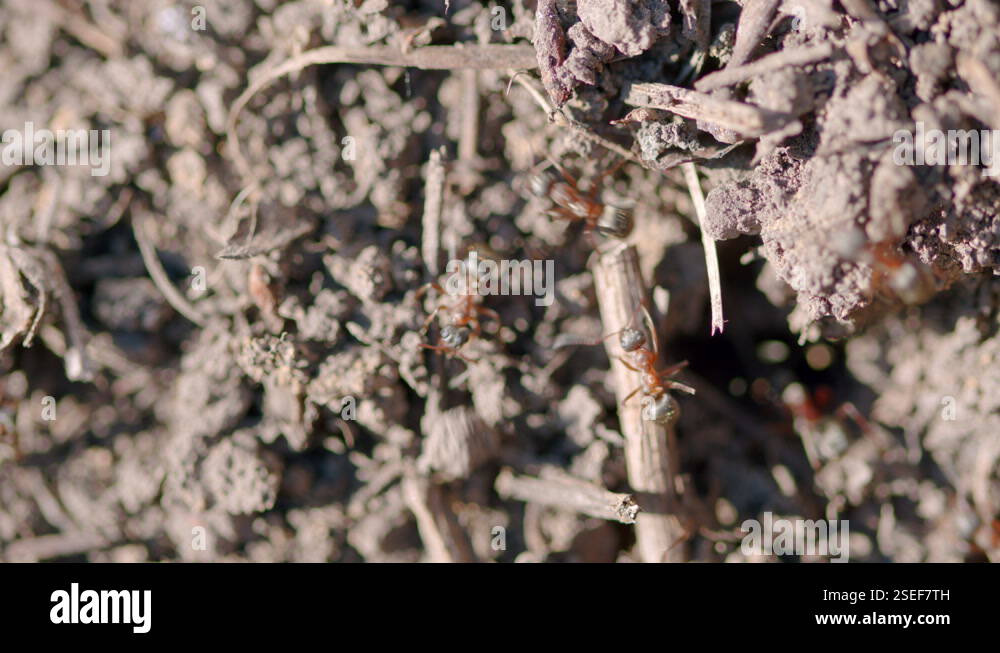 Wild ants in nature. Close up Stock Video Footage - Alamy