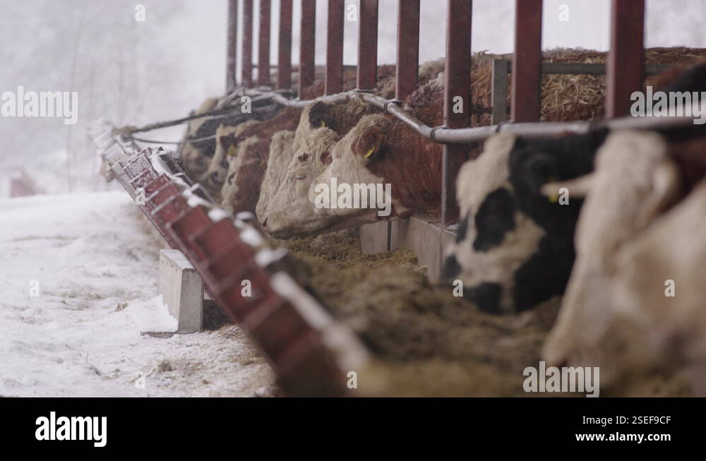 AGRICULTURE - Cows eating fodder in cowshed, snowy winter, Sweden, wide ...