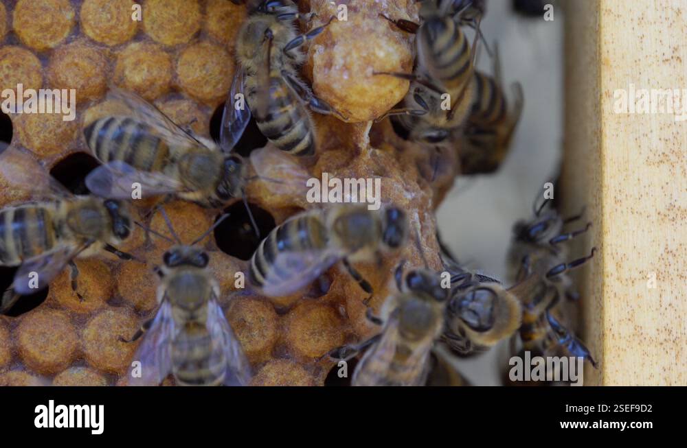 Queen cell close up. Swarm or Supercedure Cells Stock Video Footage - Alamy