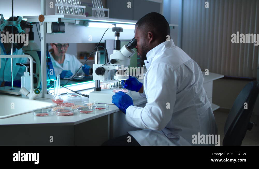 Black scientist examining lab meat under microscope Stock Video Footage ...