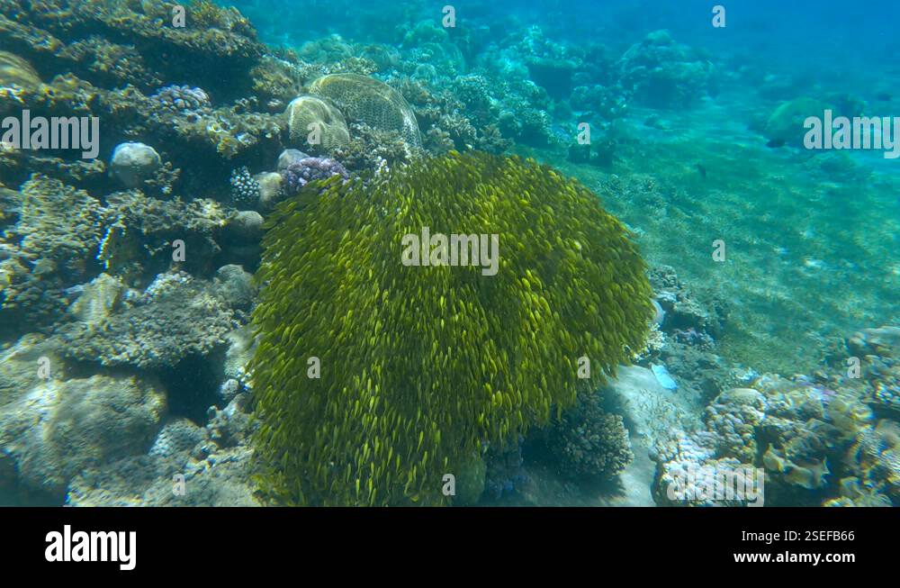 Massive school of juvenile Rabbitfish in shallow water swims over coral ...