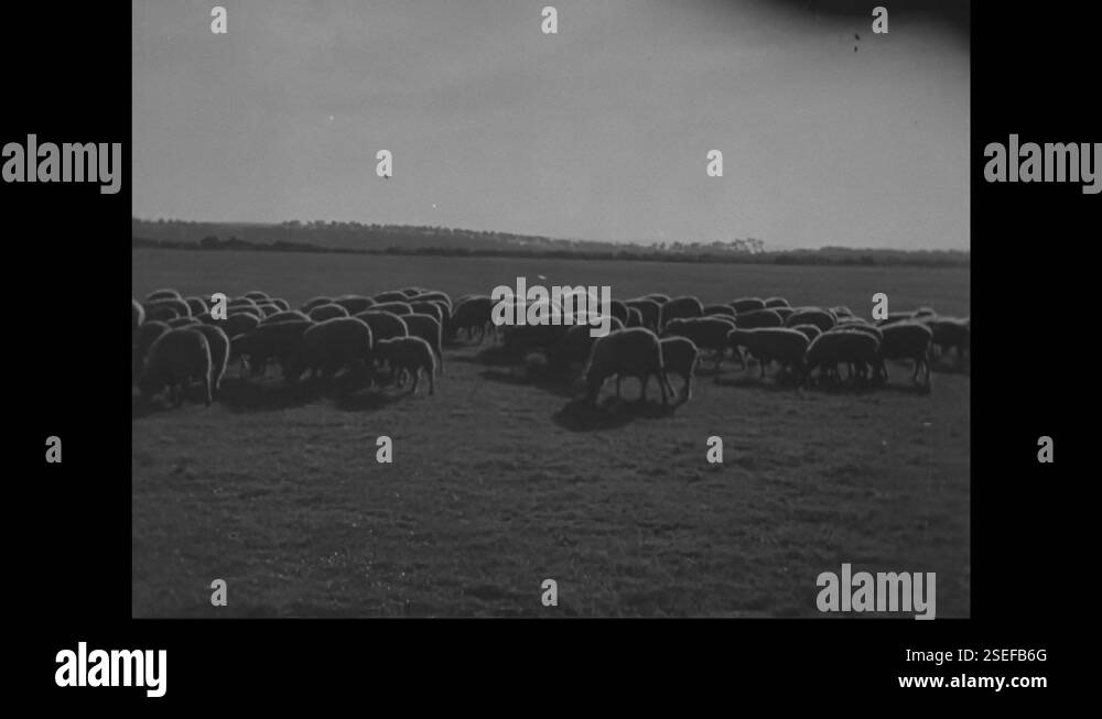1940s: Sheep graze in field as a lamb proudly carries a flag on its ...