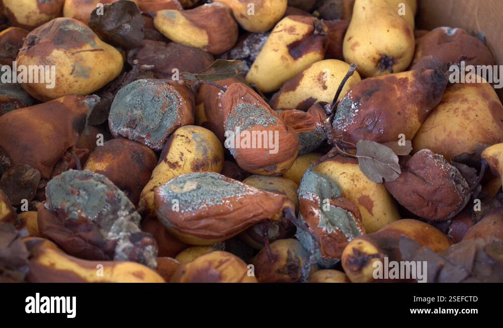 A pile of rotten, moldy pears. Mildew on Fruits. Food loss and waste ...