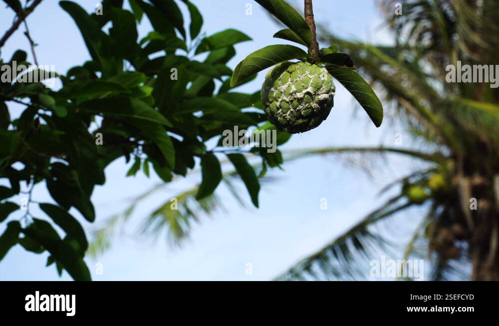 Asia custard apple tree Stock Videos & Footage - HD and 4K Video Clips ...